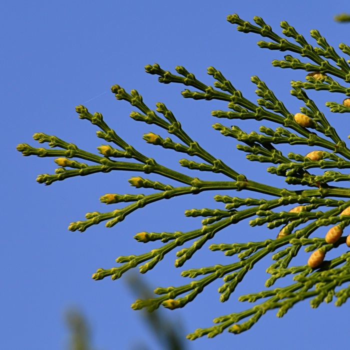 California Cedar, Librocedrus - BAM