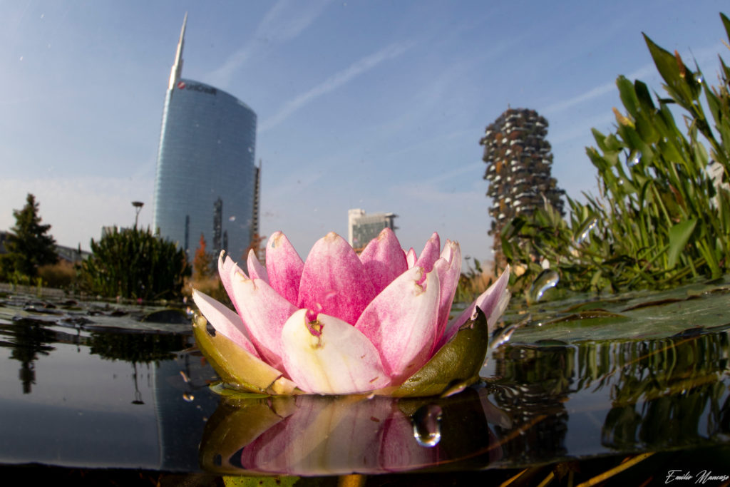 BAM - Biblioteca degli Alberi di Milano