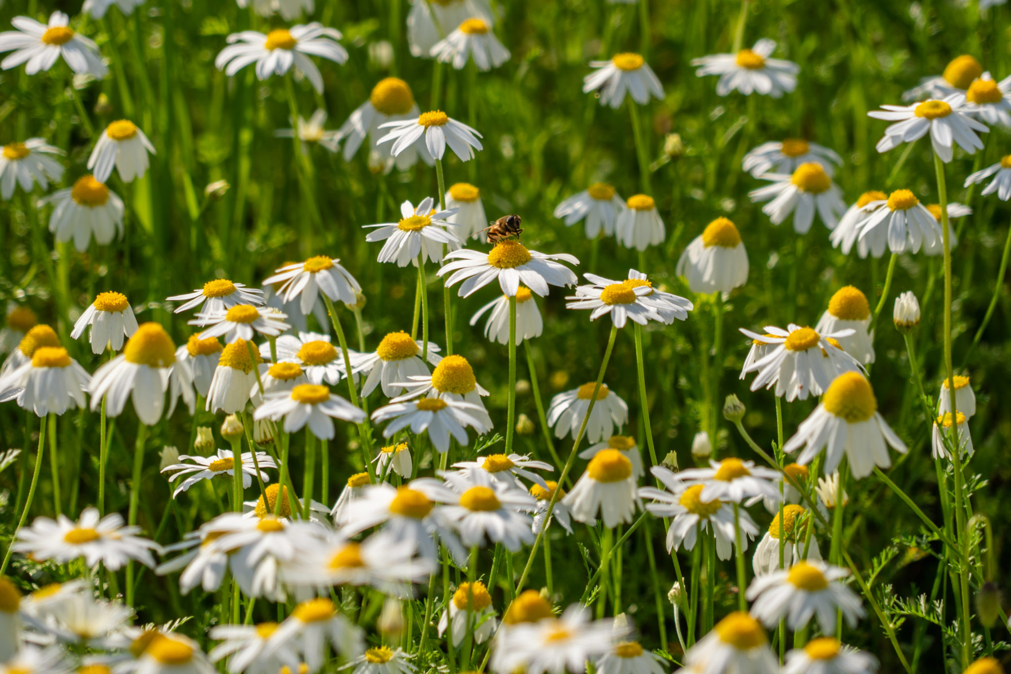 The Voice of BAM’s Trees - BAM