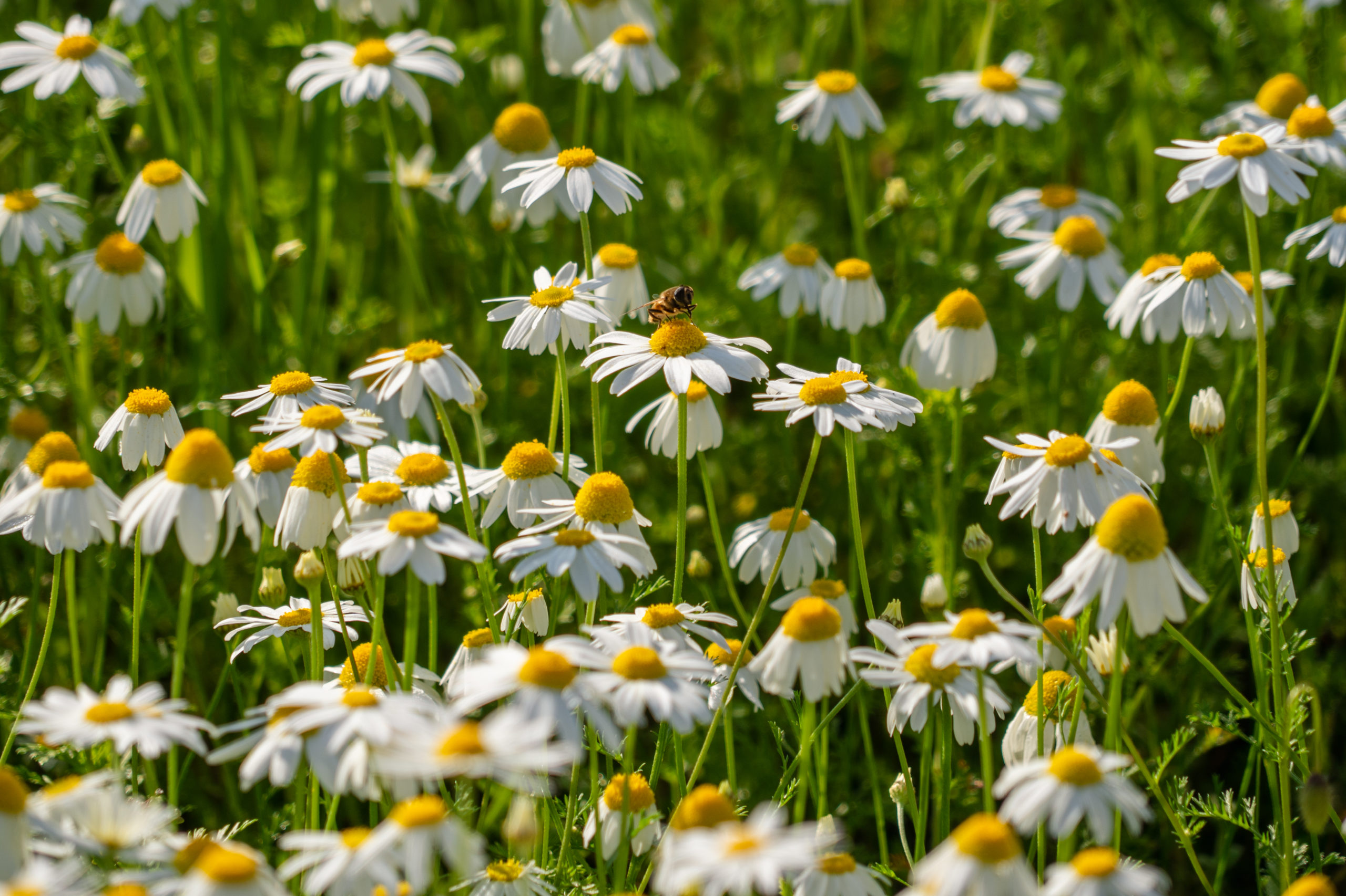 BAM - Biblioteca degli Alberi di Milano